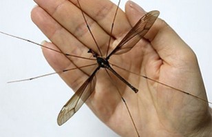Mosquito gigante aterrorizó a una familia en Argentina: Foto da cuenta ...