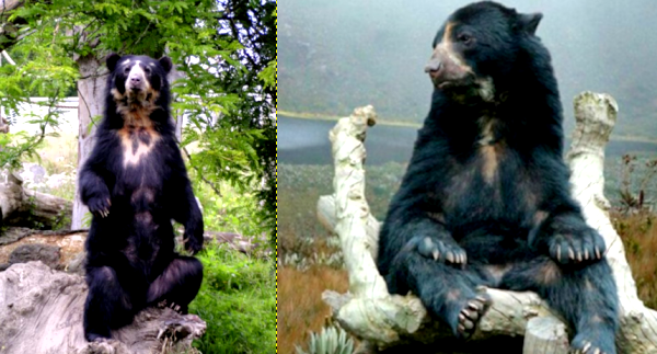 Testigos aseguran haber visto al mítico Ukumar Zupai en Salta: Así se ...