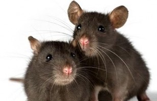 Ratas asadas: El nuevo "manjar" de restaurante vietnamita | Cocina