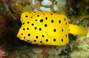 10 peces muy extraños que seguramente no conocías y te van a ...