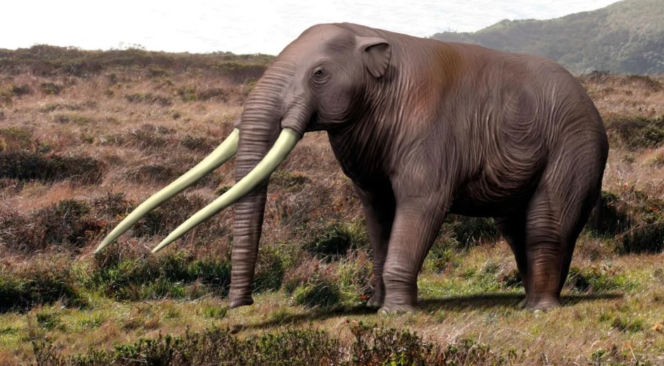 Gonfoterio: El Elefante Chileno Que Vivió Entre Los Vilos, 50% OFF