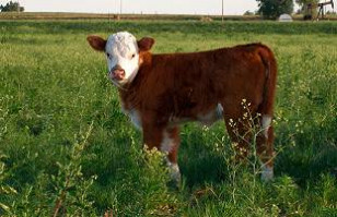 Nacimiento de un ternero con 2 cabezas sorprende a los habitantes de un ...