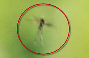 ¿Existen las hadas? Dos fotografías tomadas en los bosques pretenden ...