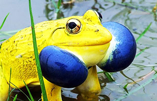 18 animales y su espectacular colorido te van a sorprender | Fotografía