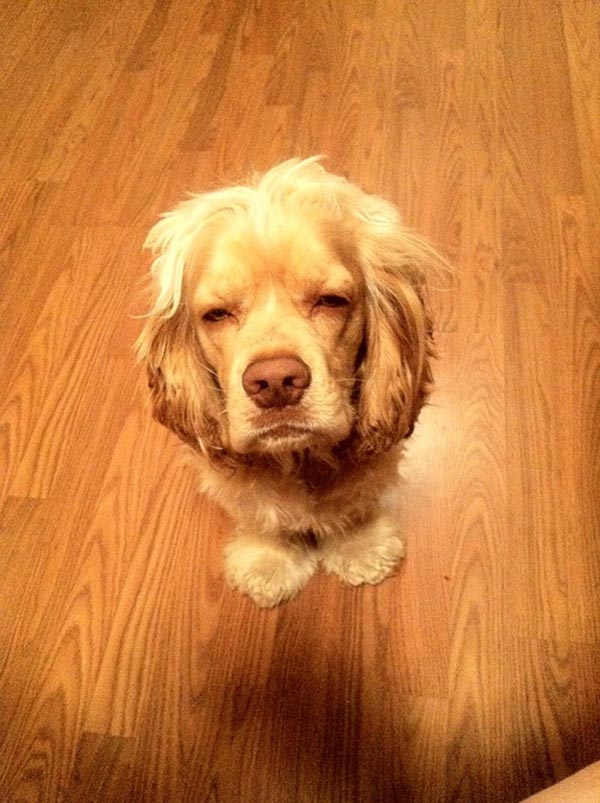 14 perritos tan enojados que llegan a dar miedo, ¿o más bien ternura ...