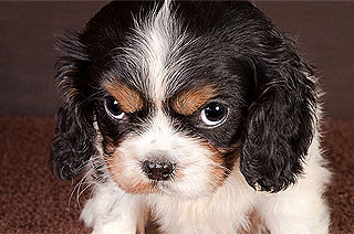 14 perritos tan enojados que llegan a dar miedo, ¿o más bien ternura ...