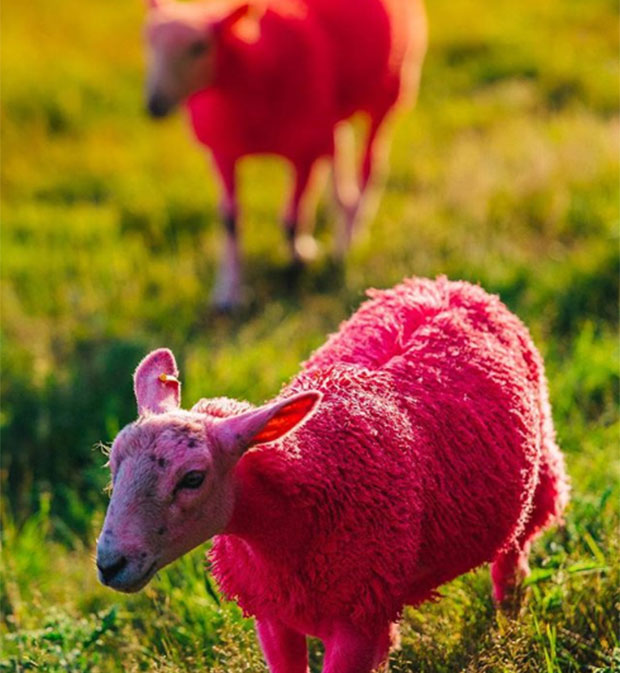 Ovejas pintadas de rosa para campaña publicitaria: Fotos enfurecieron a ...