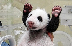 Fotos de dos pandas recién nacidos “derriten” a millones en las redes ...