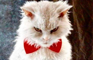 Colo Colo y los memes tras despedirse del título: Hinchas no tienen ...