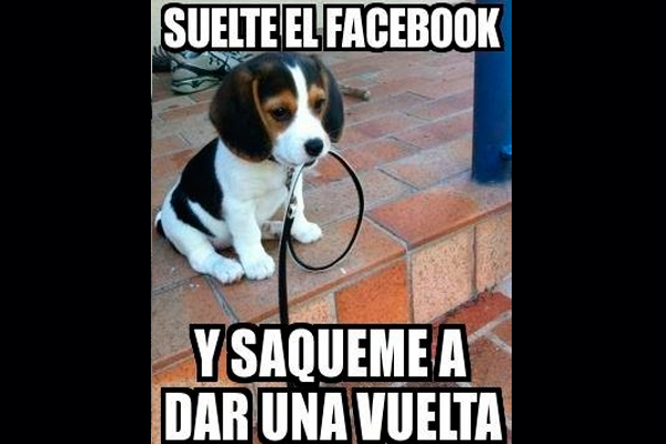Animales muestran su lado humano: los más divertidos y tiernos memes ... Animales muestran su lado humano: los más divertidos y tiernos memes ...