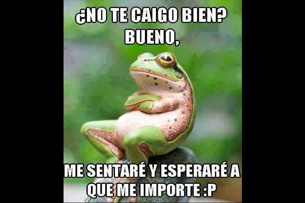 Animales muestran su lado humano: los más divertidos y tiernos memes ... Animales muestran su lado humano: los más divertidos y tiernos memes ...