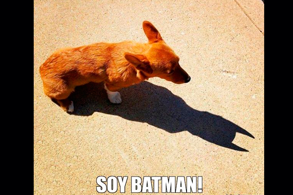 Animales muestran su lado humano: los más divertidos y tiernos memes ... Animales muestran su lado humano: los más divertidos y tiernos memes ...