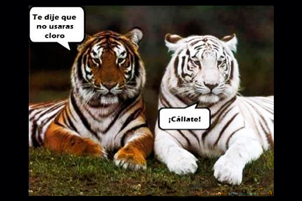 Animales muestran su lado humano: los más divertidos y tiernos memes ... Animales muestran su lado humano: los más divertidos y tiernos memes ...