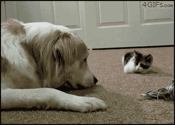 Como perros y gatos: los GIF más divertidos de las mascotas regalonas ...