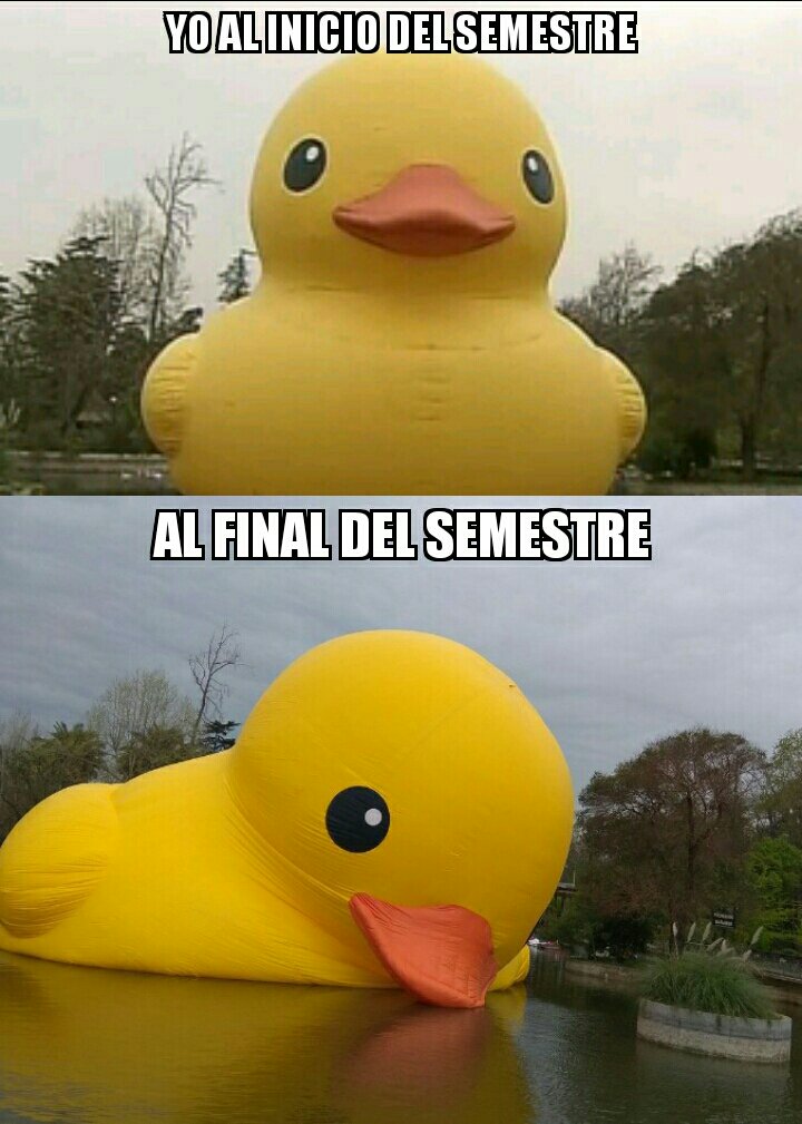 Memes Com Pato 10+ Free Pato & Duck Animated GIFs And Stickers