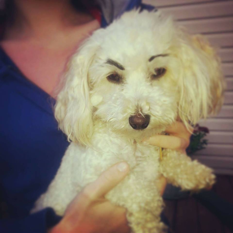 Perros con cejas: Las tiernas y alocadas fotos de esta singular ...