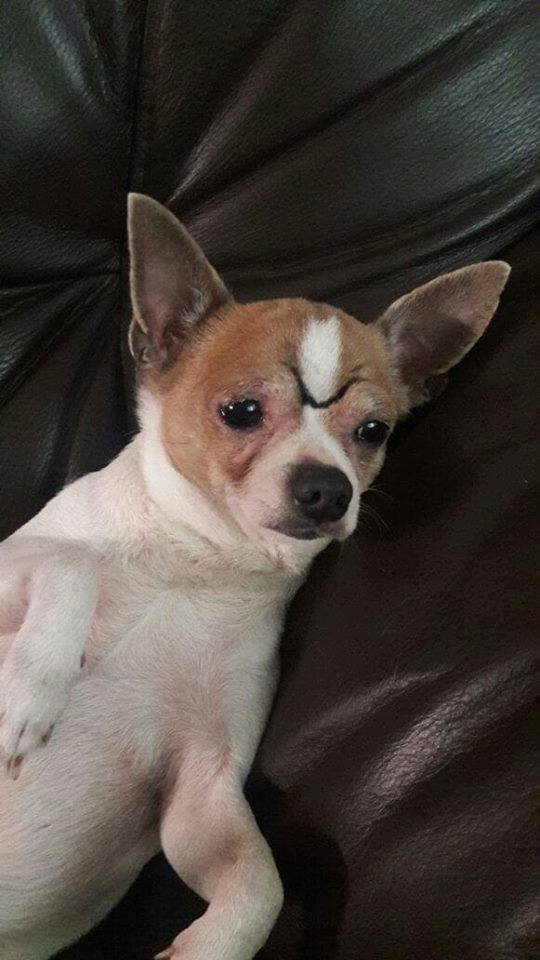 Perros con cejas: Las tiernas y alocadas fotos de esta singular ...