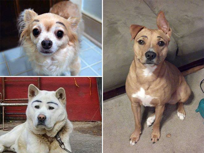Perros con cejas: Las tiernas y alocadas fotos de esta singular ...