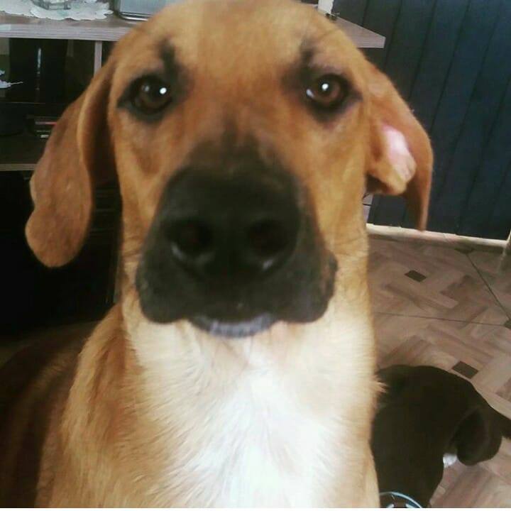 Perros con cejas: Las tiernas y alocadas fotos de esta singular ...