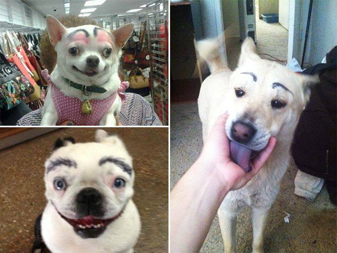 Perros con cejas: Las tiernas y alocadas fotos de esta singular ...