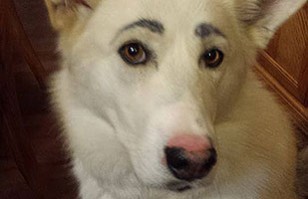 Perros con cejas: Las tiernas y alocadas fotos de esta singular ...