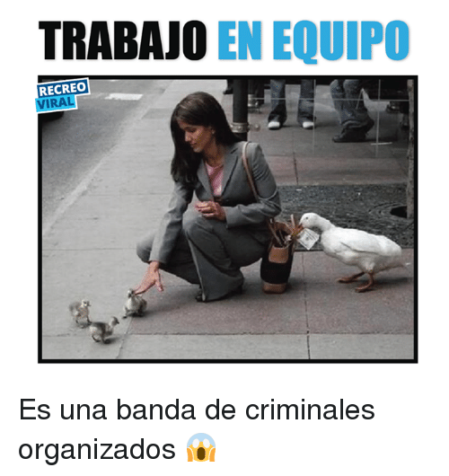 Memes Trabajo Colaborativo