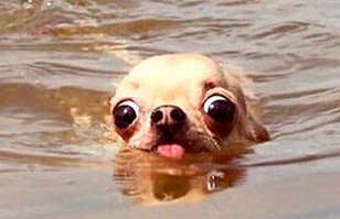 Más feliz que perro en la playa: Tiernos memes los muestran de ...