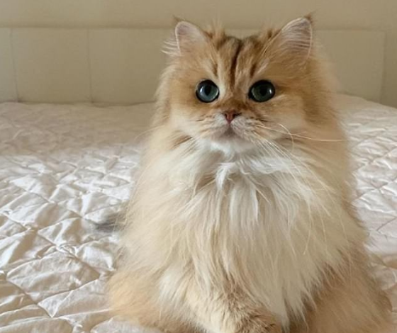 Estas son las mascotas "influencers" que ganan más dinero en Instagram ...