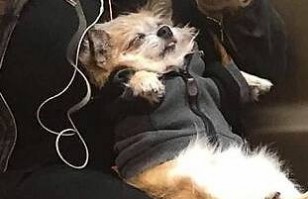 "Dog Lovers" usaron todo su ingenio para llevar a sus perros en estos ...