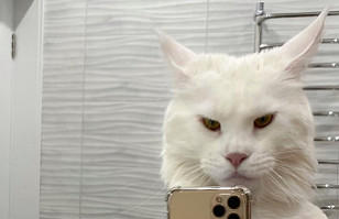 "El gato más grande del mundo": Mira las increíbles imágenes que causan ...