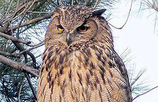 El Búho: El verdadero “señor de la noche” | Vida Salvaje