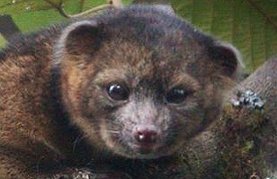 Olinguito: Primer carnívoro descubierto en 35 años, rara mezcla de oso ...