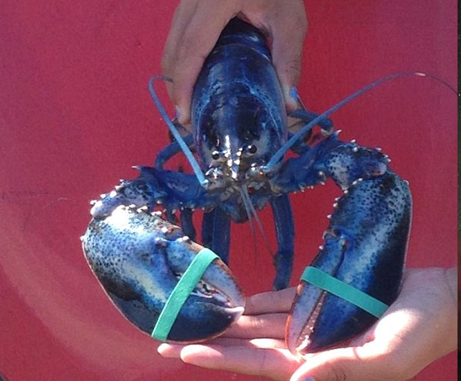 Capturan a la langosta más extraña de todo el planeta, de color azul ...