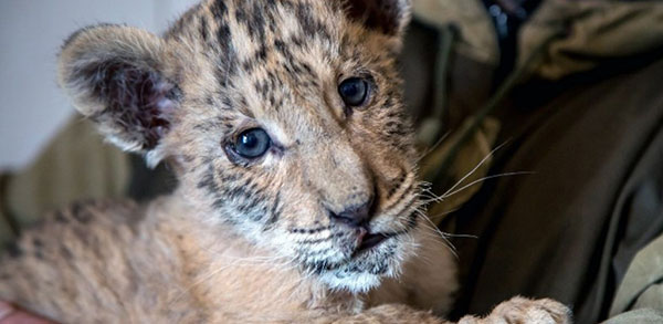 ¿El nuevo rey de la selva? Expectación por nacimiento de un extraño ...