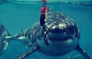 Se iba a tirar al mar y pasó el susto de su vida: video muestra cómo ...