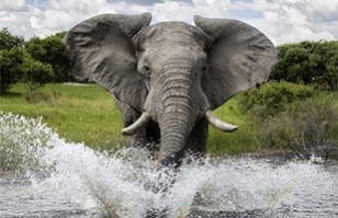 Elefante intenta hundir un bote de turistas: Video muestra la furia con ...