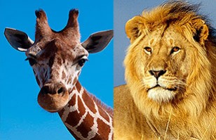 ¿Una jirafa puede dejar en ridículo a cuatro leones? Vea la increíble respuesta | Vida Salvaje