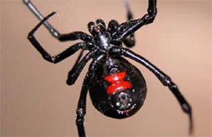 Descubren una nueva especie de viuda negra: Este es el espeluznante ...