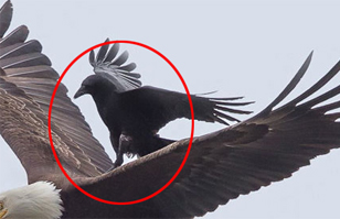 Sorprendente acierto fotográfico: Cuervo monta a águila en pleno vuelo ...