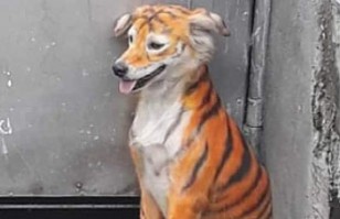 Perro callejero pintado como tigre en Malasia provocó indignación en ...
