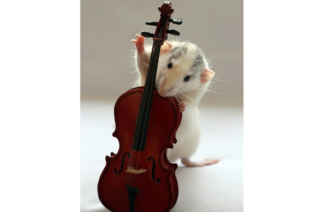 Tiernos ratones frente a las cámaras, imperdibles imágenes ...